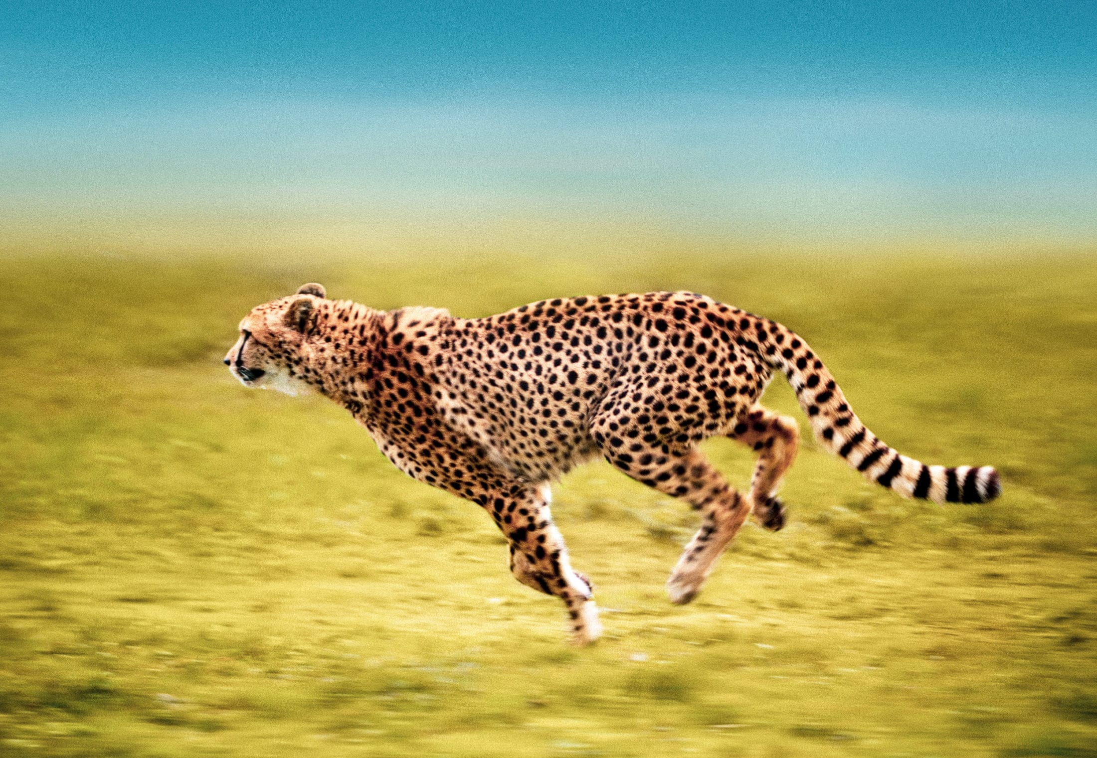 The Science of Record-Breaking | Full Focus